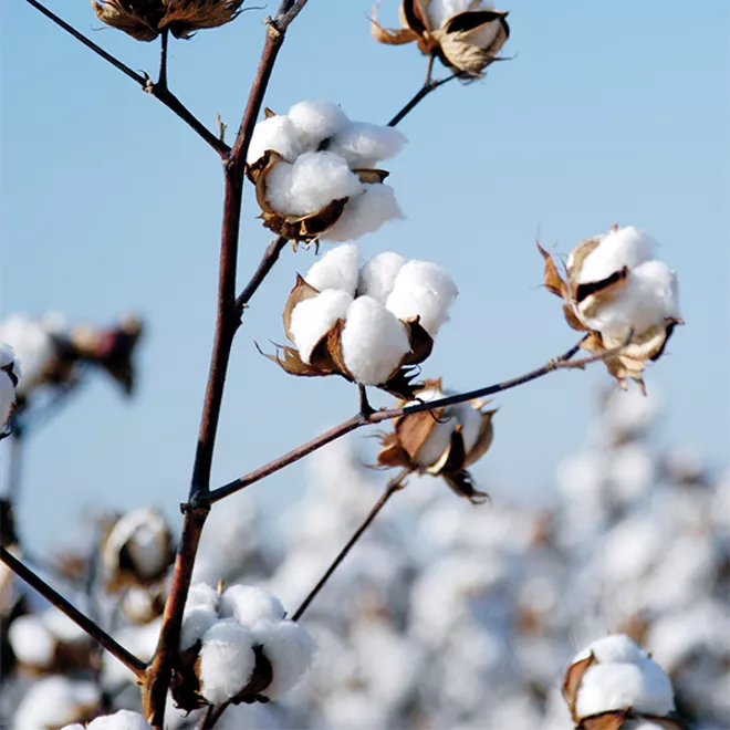 Deloitte grows leadership team in the Middle East with its largest-ever ...