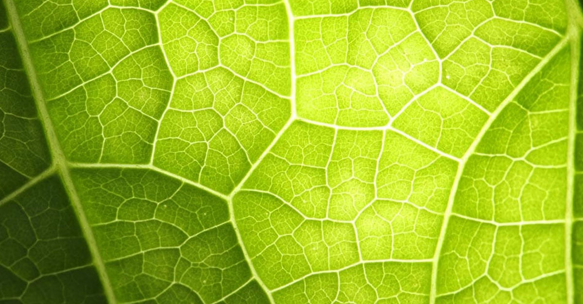 Impact Every Day: meu impacto no mundo