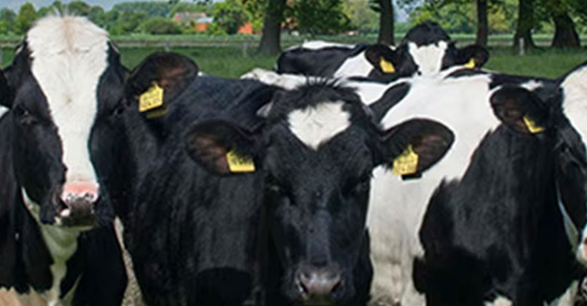 What is curdling the milk? The Challenges Facing the Australian Dairy ...