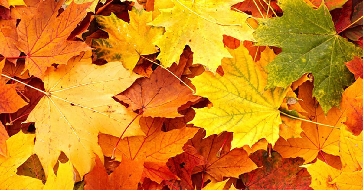 The Current State of Diversity & Inclusion | Deloitte Canada