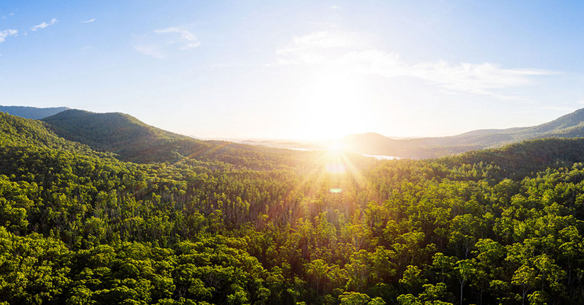 Deloitte's Carbon Forest | Good Thinking