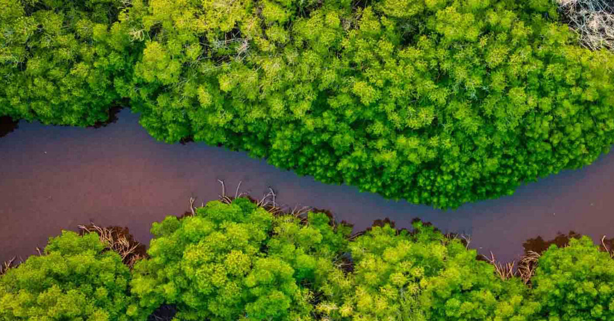 Collaborating in Curaçao: Planting mangroves for a sustainable future ...
