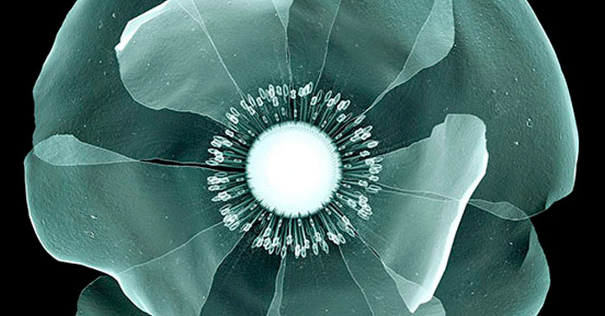 Time to flourish: The future of operational resilience | Deloitte UK