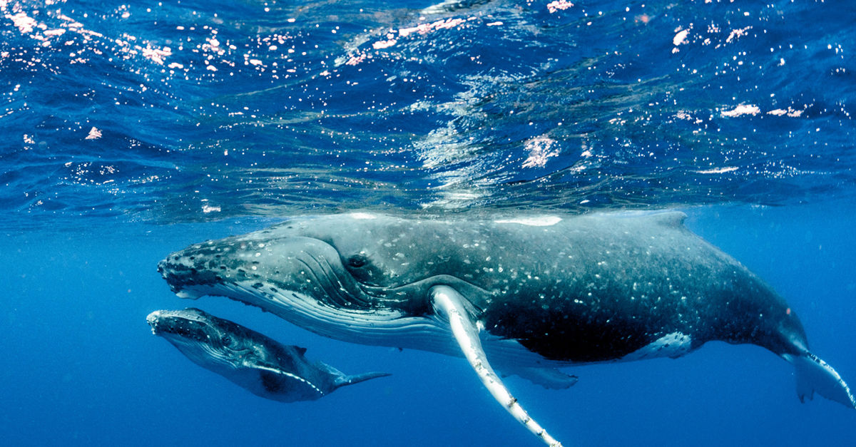 Mapping whales from space | Deloitte UK