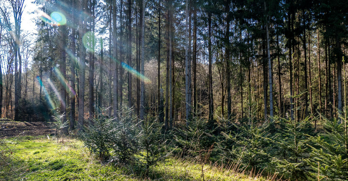 Le futur paysage fiscal : l’arbre cache-t-il encore la forêt