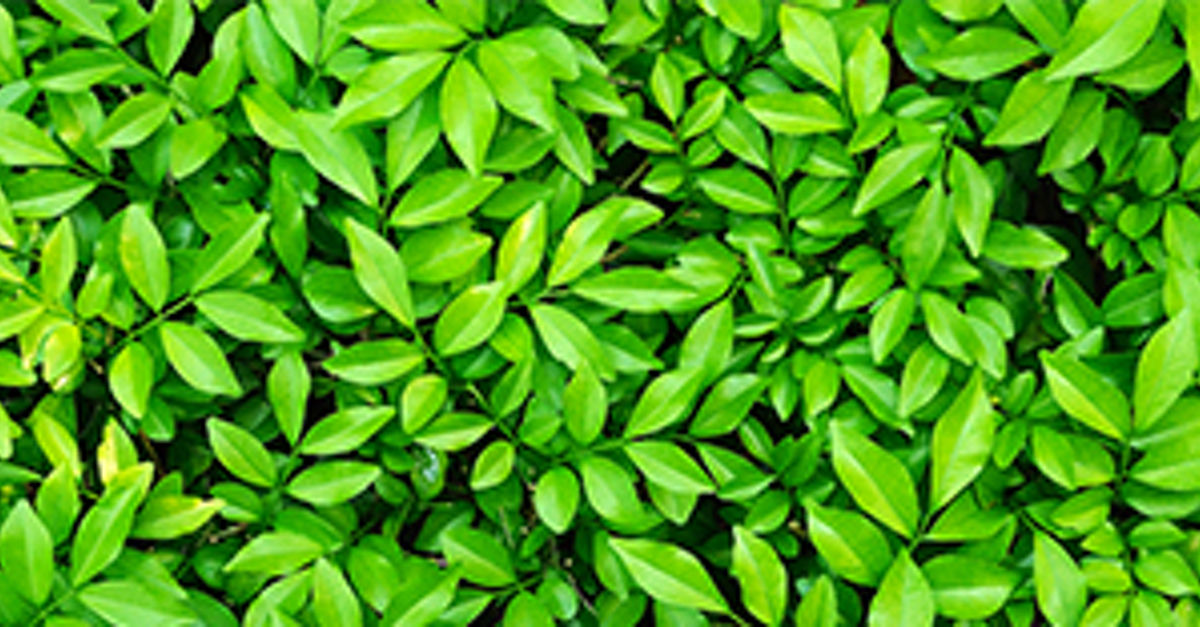 Implementation of the EU's Pay Transparency Directive in Sweden ...