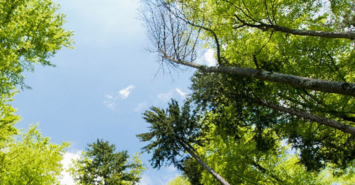 Organic Growth | Deloitte UK