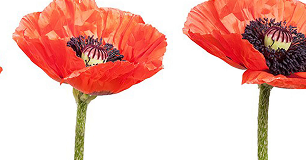 Nonprofit and Philanthropy Consulting – Monitor Institute by Deloitte ...