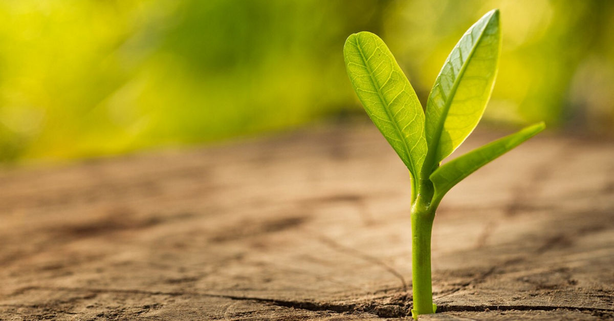 Business Process Solutions