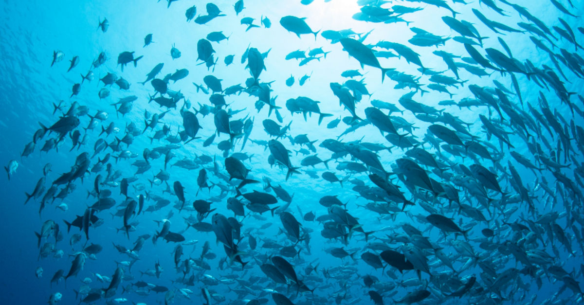 Sjávarútvegsdagurinn 2024 | Deloitte Ísland