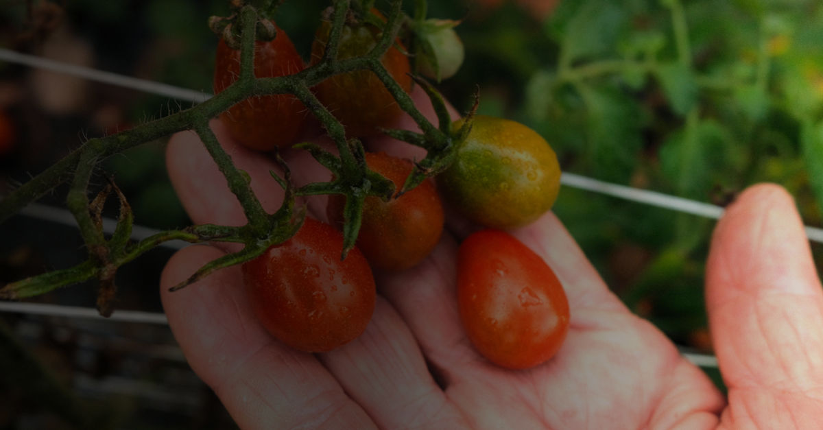 Transforming the Future of Food | Deloitte US